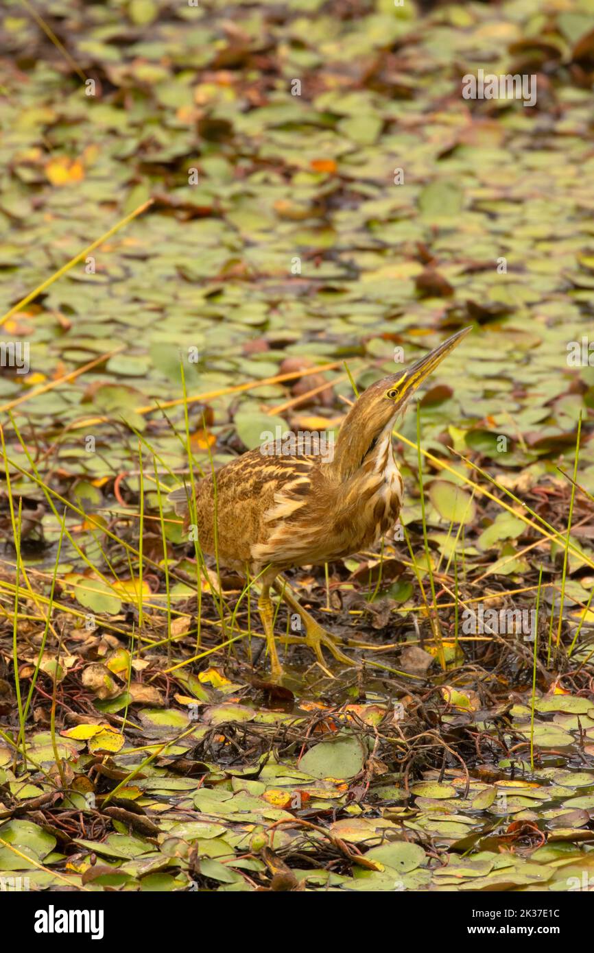 American bittern (Botaurus lentiginosus), Billy Frank Jr Nisqually ...