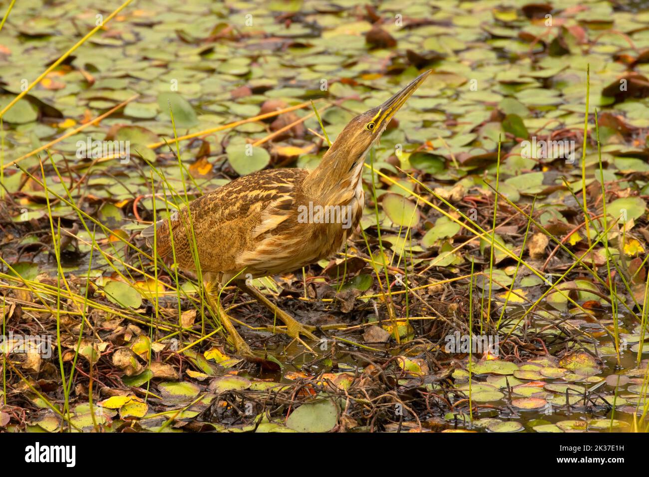 American bittern (Botaurus lentiginosus), Billy Frank Jr Nisqually ...