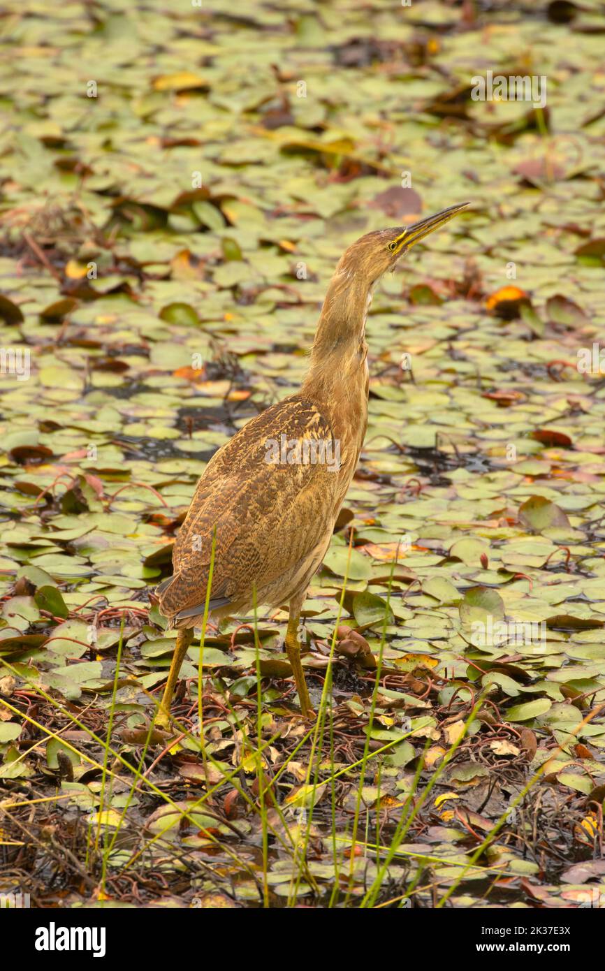 American bittern (Botaurus lentiginosus), Billy Frank Jr Nisqually ...