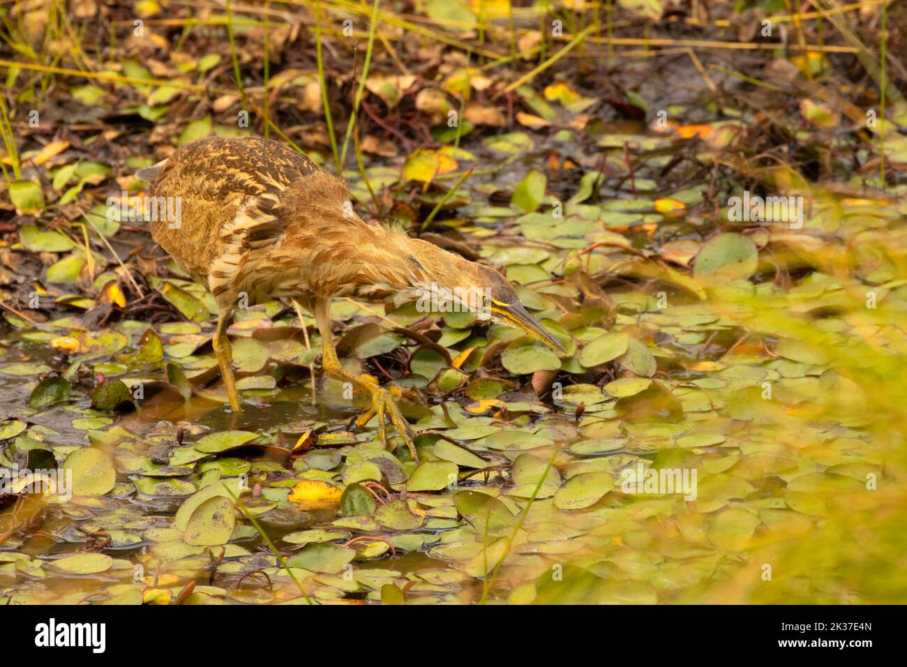 American bittern (Botaurus lentiginosus), Billy Frank Jr Nisqually ...