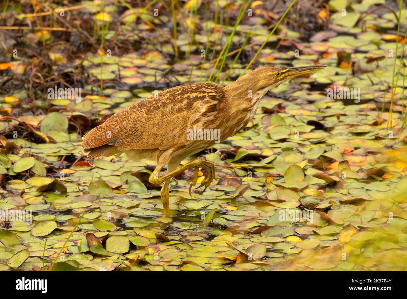 American bittern (Botaurus lentiginosus), Billy Frank Jr Nisqually ...