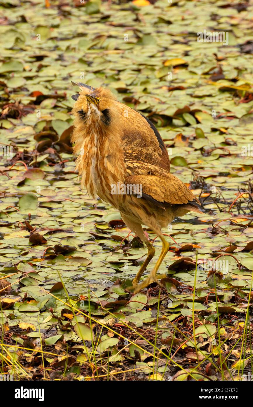American bittern (Botaurus lentiginosus), Billy Frank Jr Nisqually ...