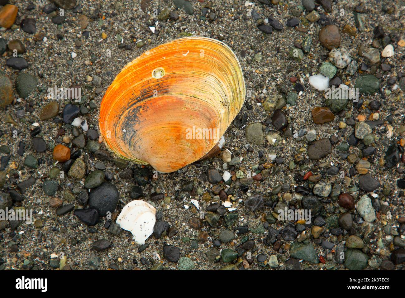 Clam point hi-res stock photography and images - Alamy