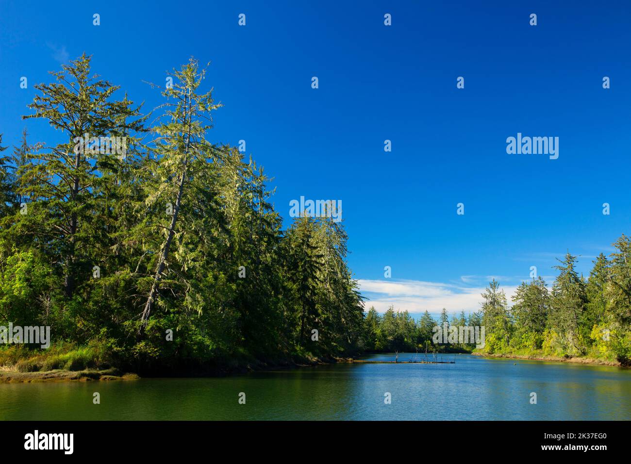 Blue Slough, Chehalis River Surge Plain Natural Area Preserve ...