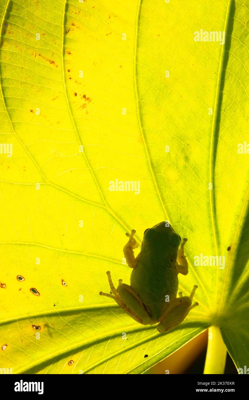 Pacific tree frog (Pseudacris regilla) on Wapato along Kiwa Trail ...