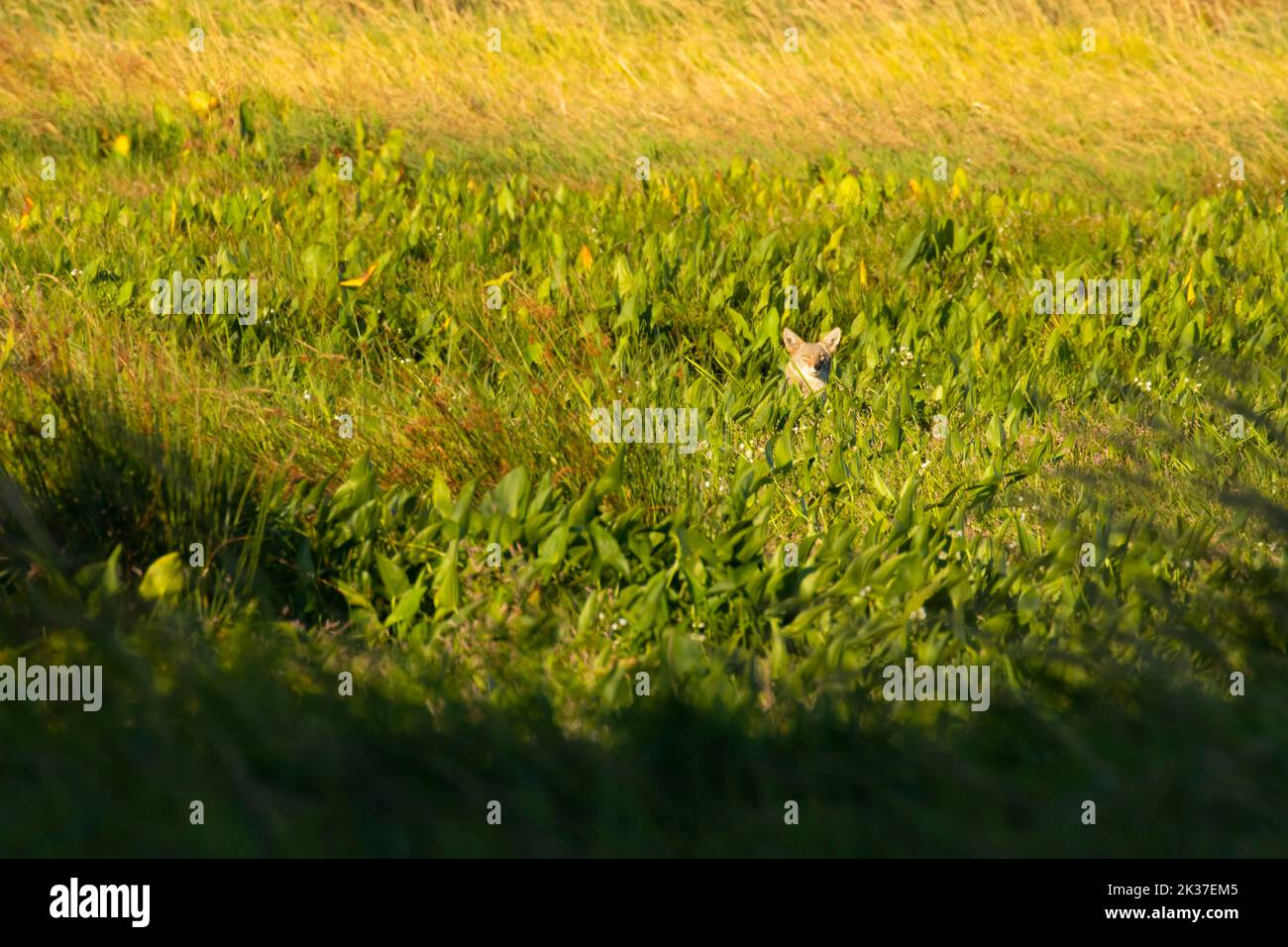 Coyote along Kiwa Trail, Ridgefield National Wildlife Refuge ...