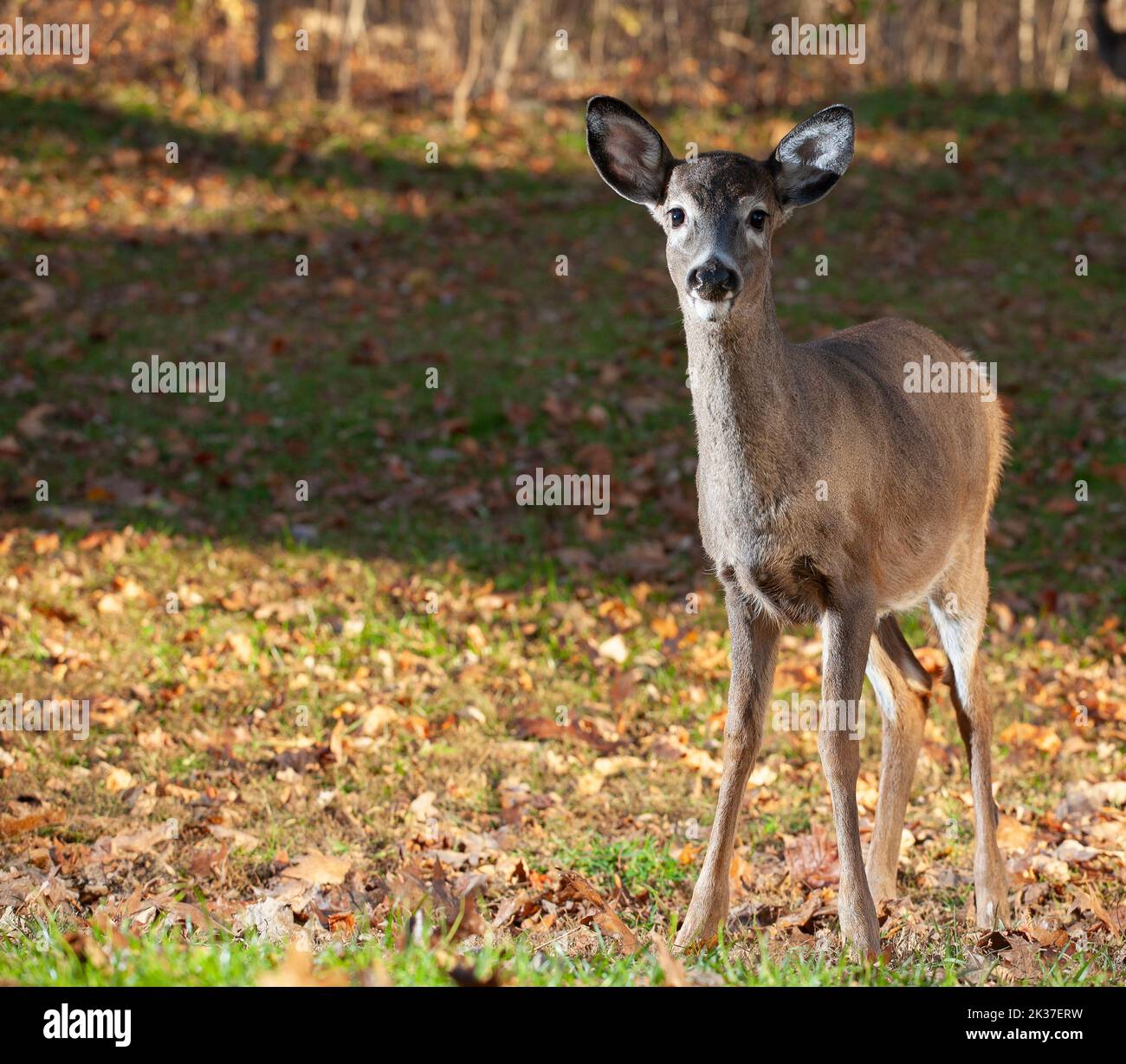 Single whitetail deer standing near a forest edge in fall Stock Photo ...