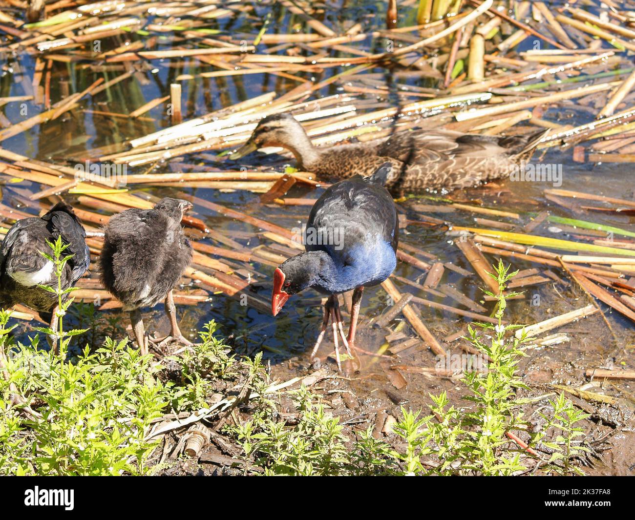 Small pukeko hi-res stock photography and images - Alamy