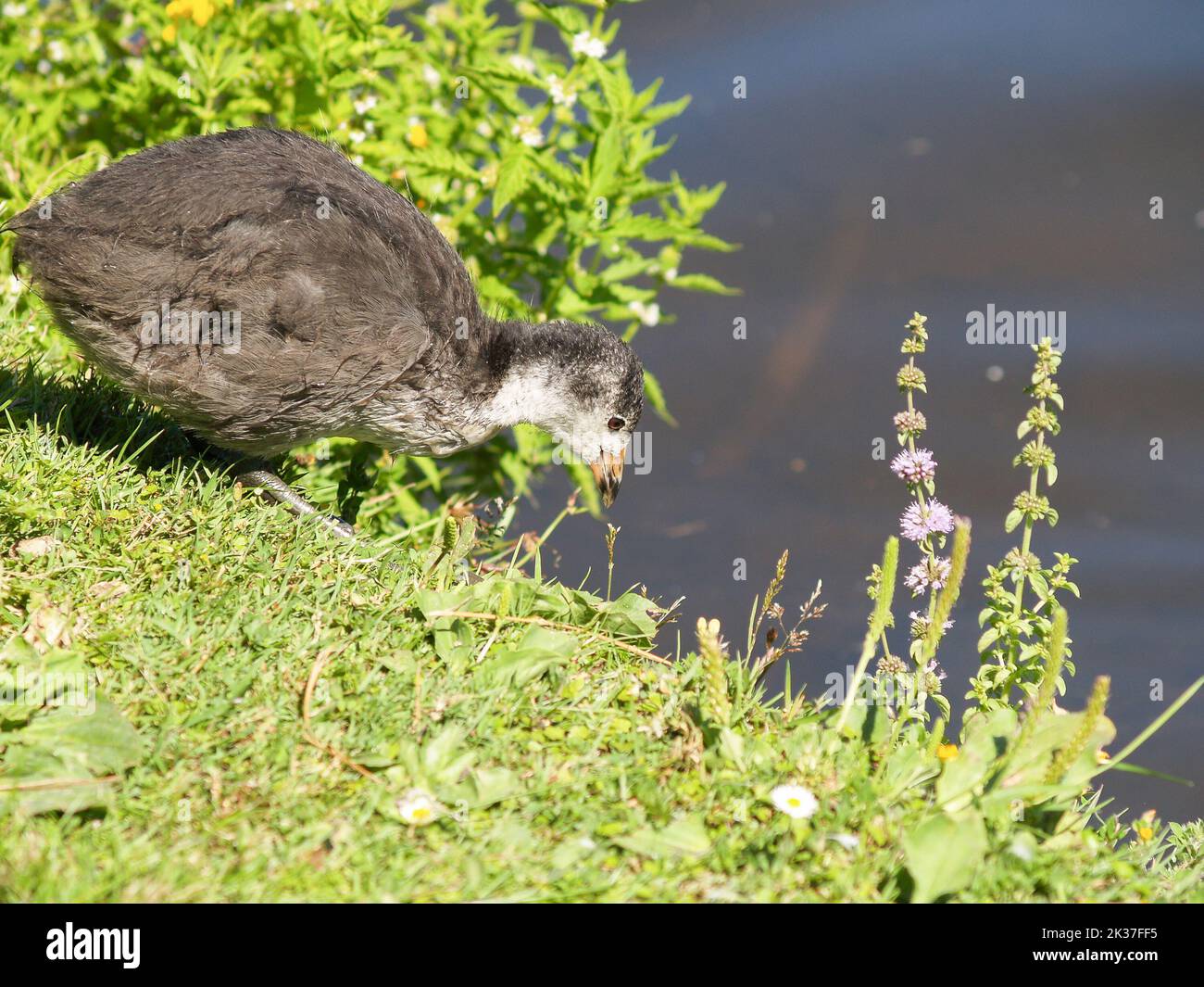 Young pukeko fossicking around the edge or swamp learning to find food ...