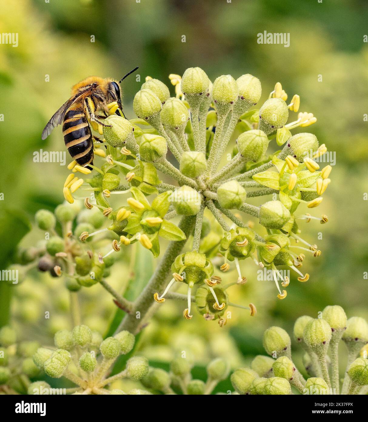 Ivy Bee Colletes hederae - a species of solitary miner bee - feeding on ...