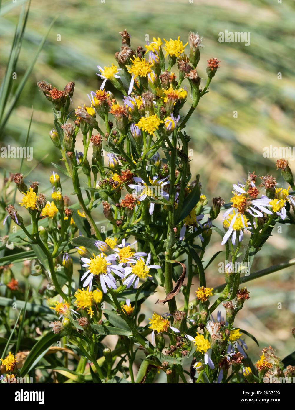 Petal-free or rayless form of Sea Aster A Tripolium a salt marsh plant ...