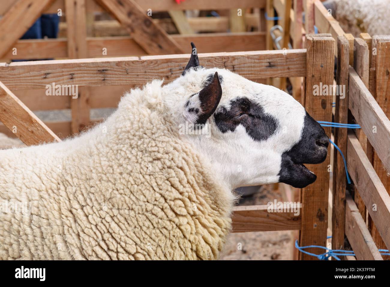 Kerri Hill Sheep in a pen Stock Photo - Alamy