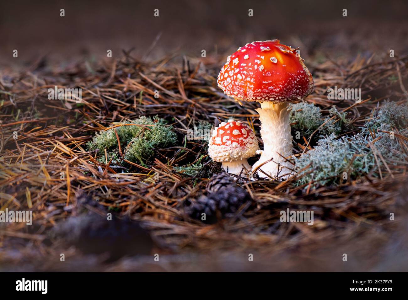 Bright red fly agaric with white pimples in a forest clearing Stock ...