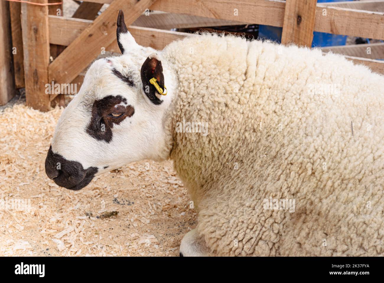 Kerri Hill Sheep in a pen Stock Photo - Alamy