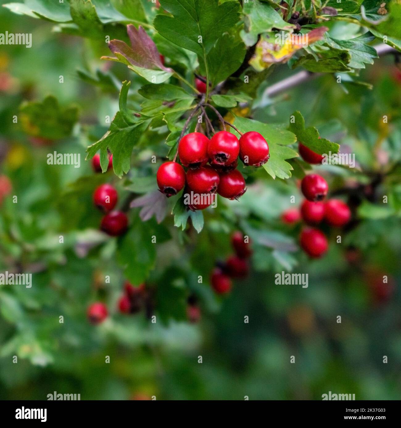 Large ripe red fruits of the forest hawthorn Stock Photo - Alamy