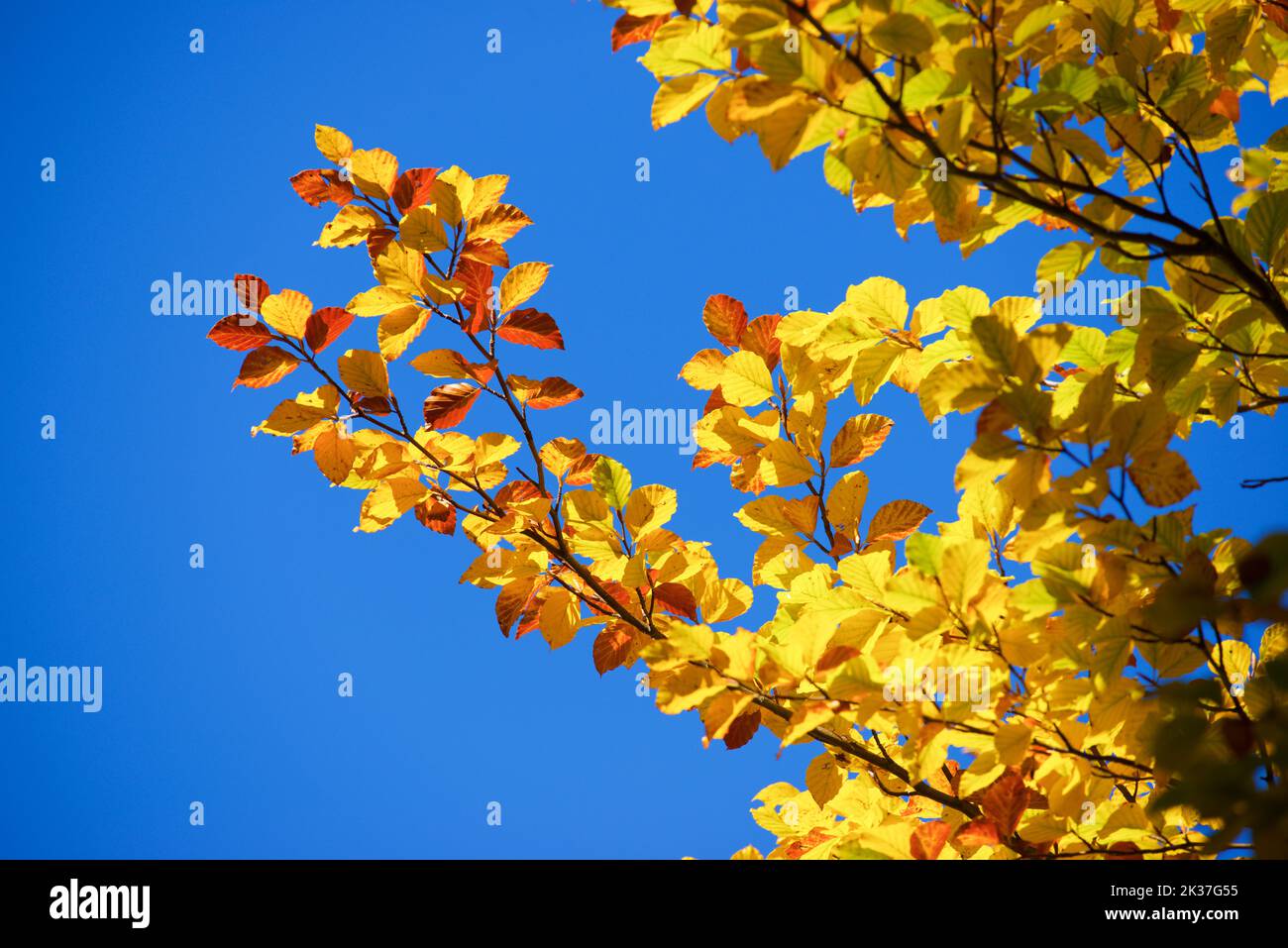 Autumn tree in Anso Valley, Huesca Province in Aragon in Spain Stock ...