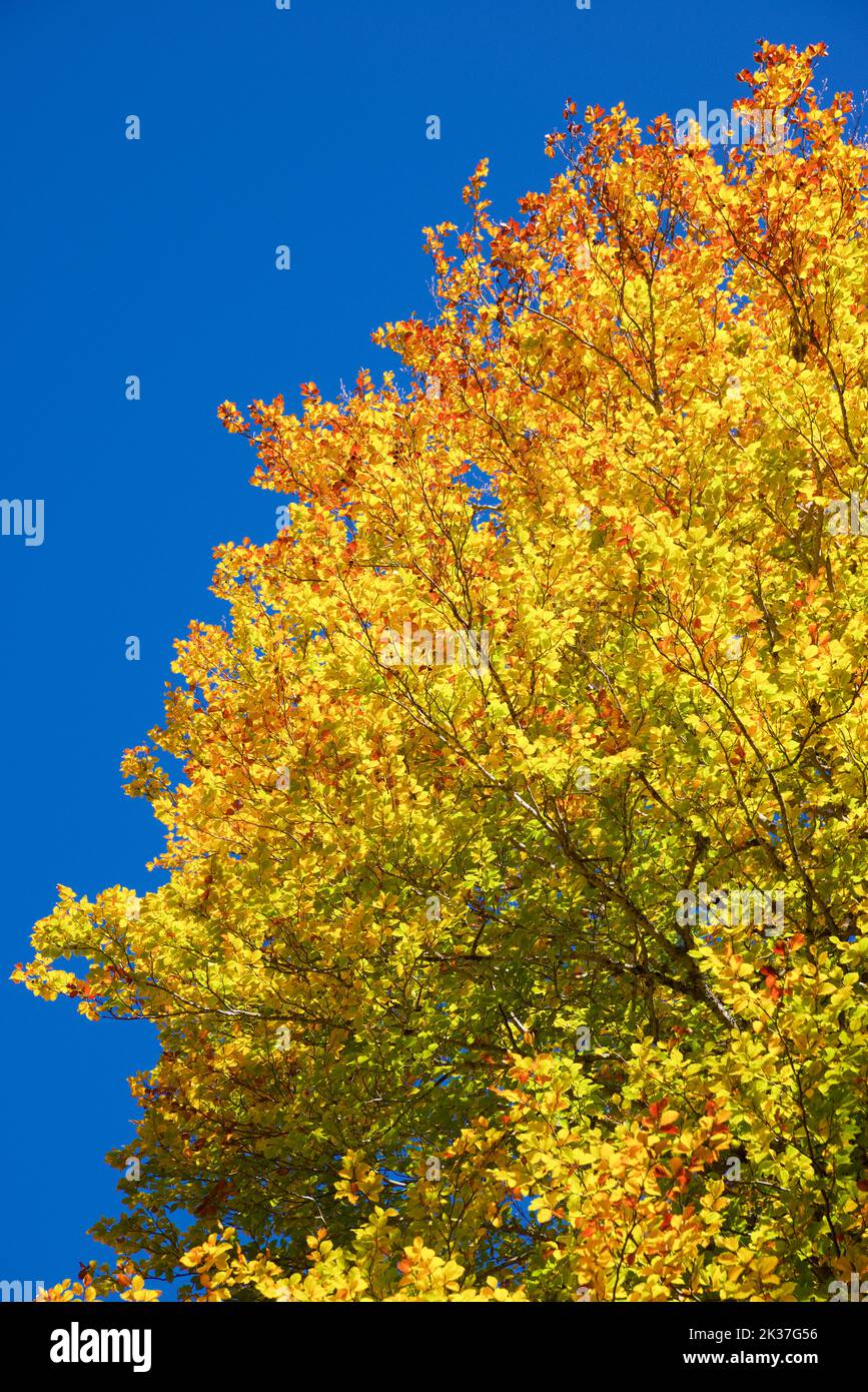 Autumn tree in Anso Valley, Huesca Province in Aragon in Spain Stock ...