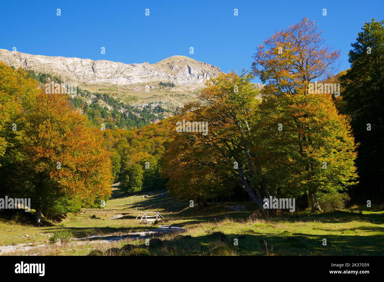 Forest in Anso Valley, Huesca Province in Aragon in Spain Stock Photo ...