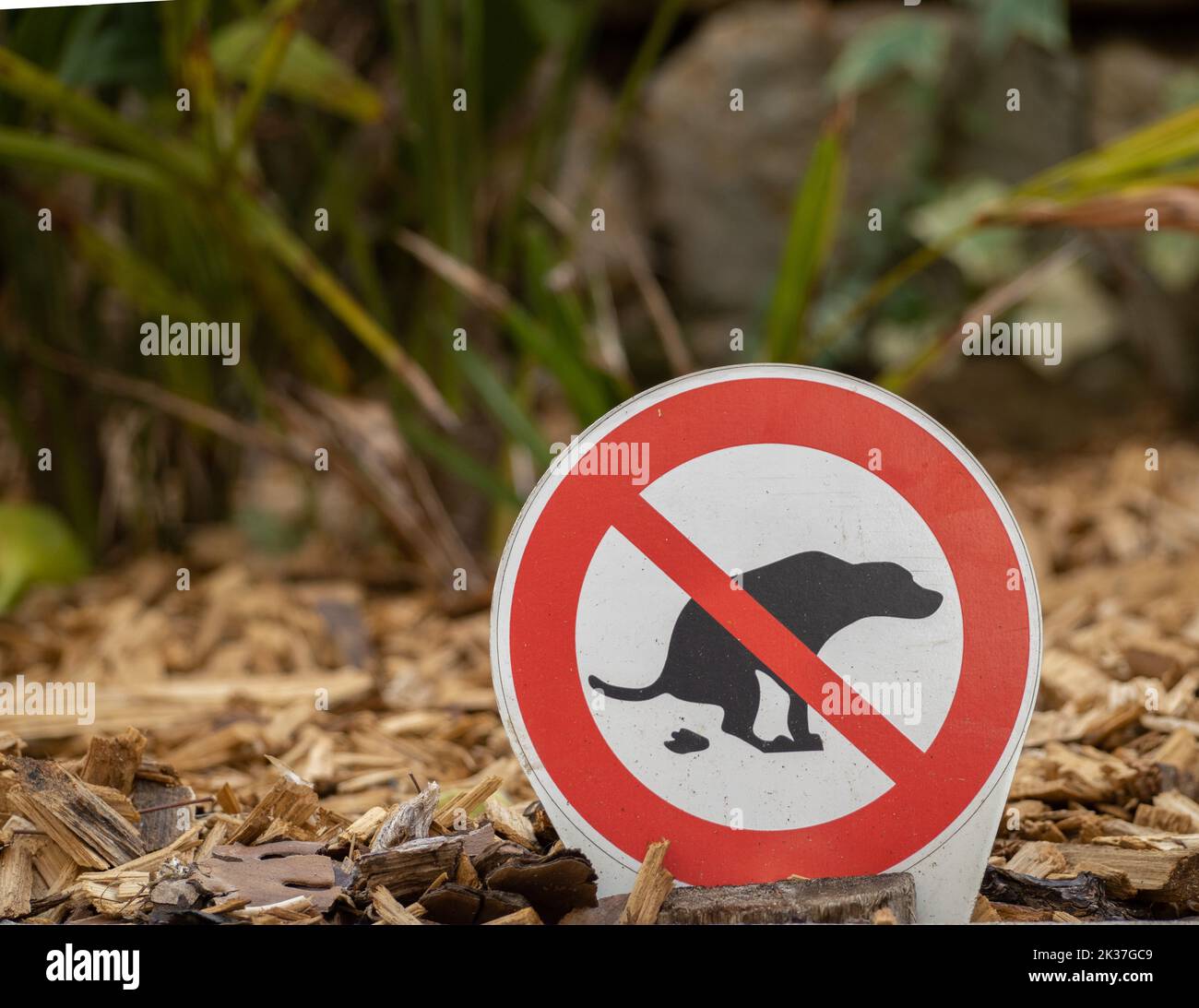 sign prohibited dogs. forbidden to defecate dogs Stock Photo - Alamy