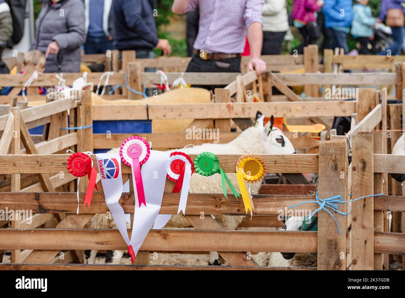 Masham Sheep Fair Stock Photo - Alamy