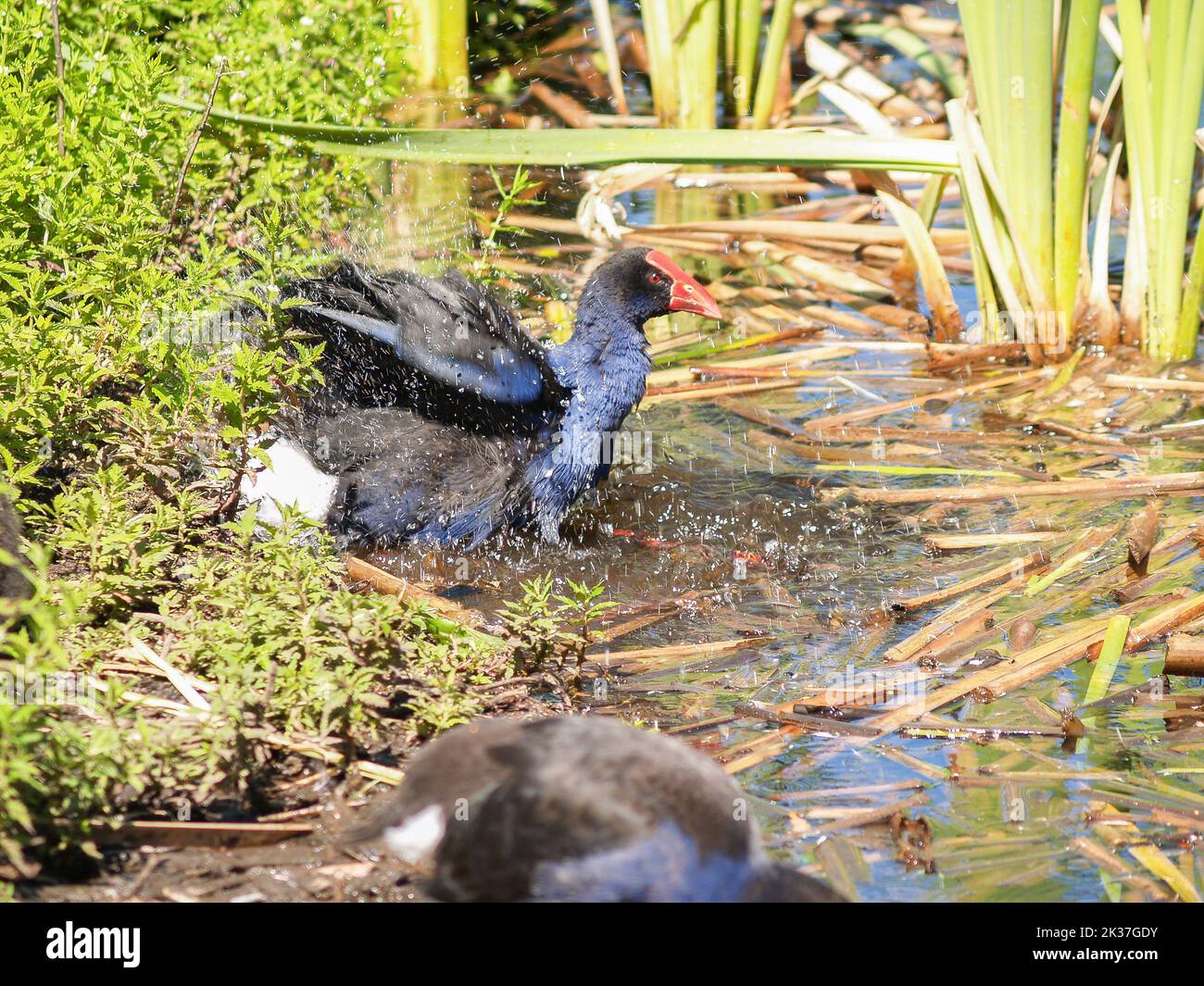 Small pukeko hi-res stock photography and images - Alamy