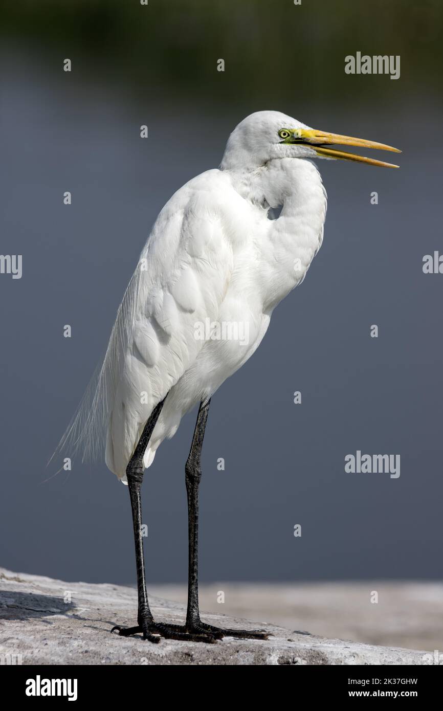 A vertical of an Eastern great egret side profile Stock Photo - Alamy
