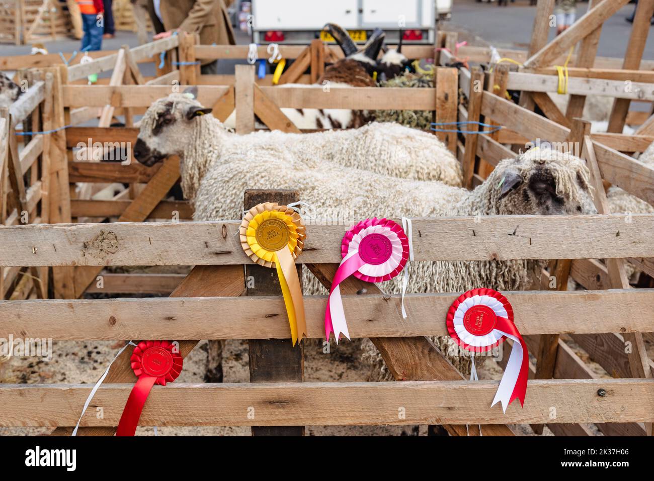 Masham Sheep Fair Stock Photo - Alamy