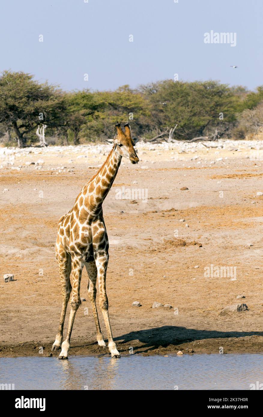 A picture of giraffe at water hole in Namibia Stock Photo - Alamy