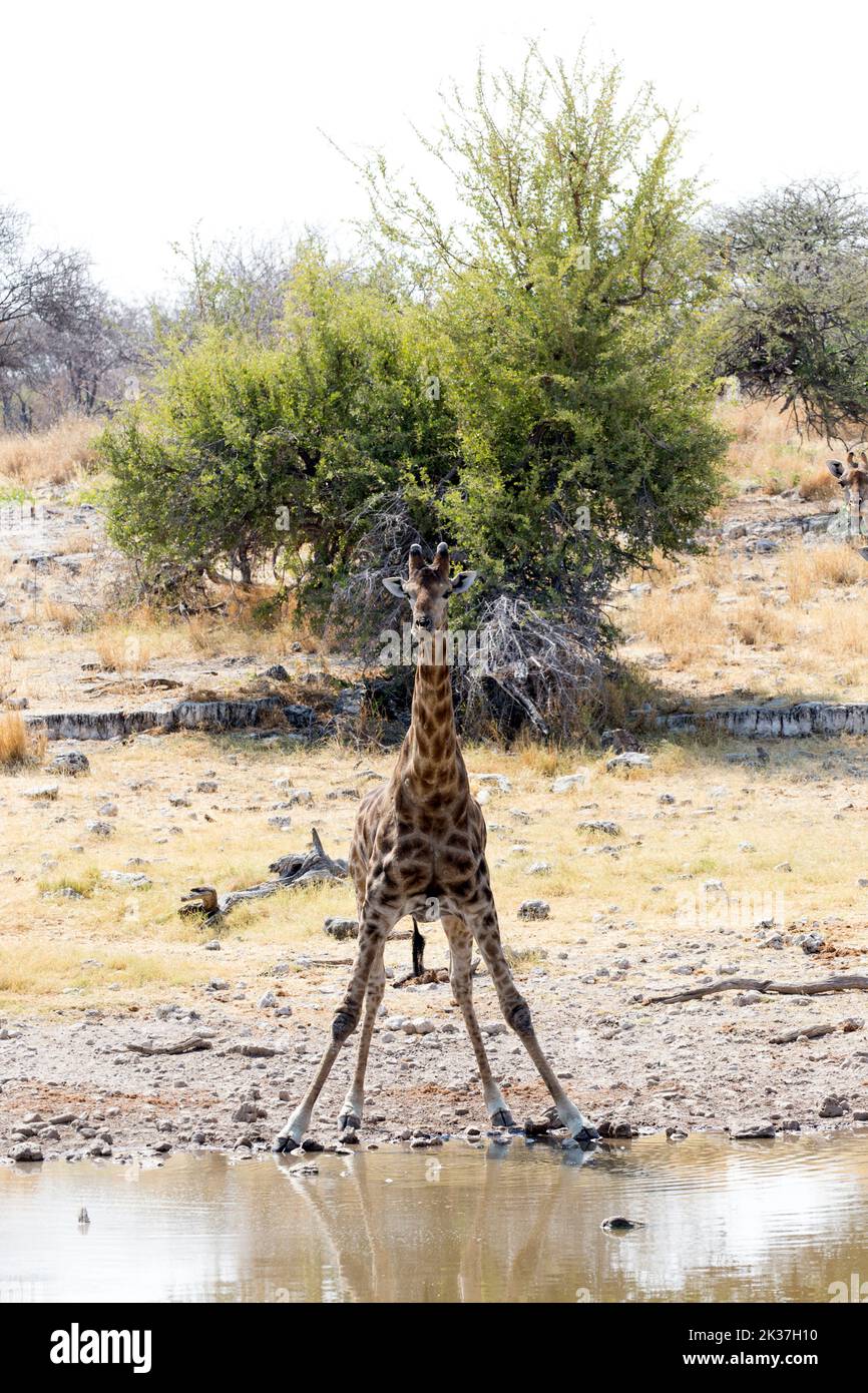 A picture of giraffe at water hole in Namibia Stock Photo - Alamy