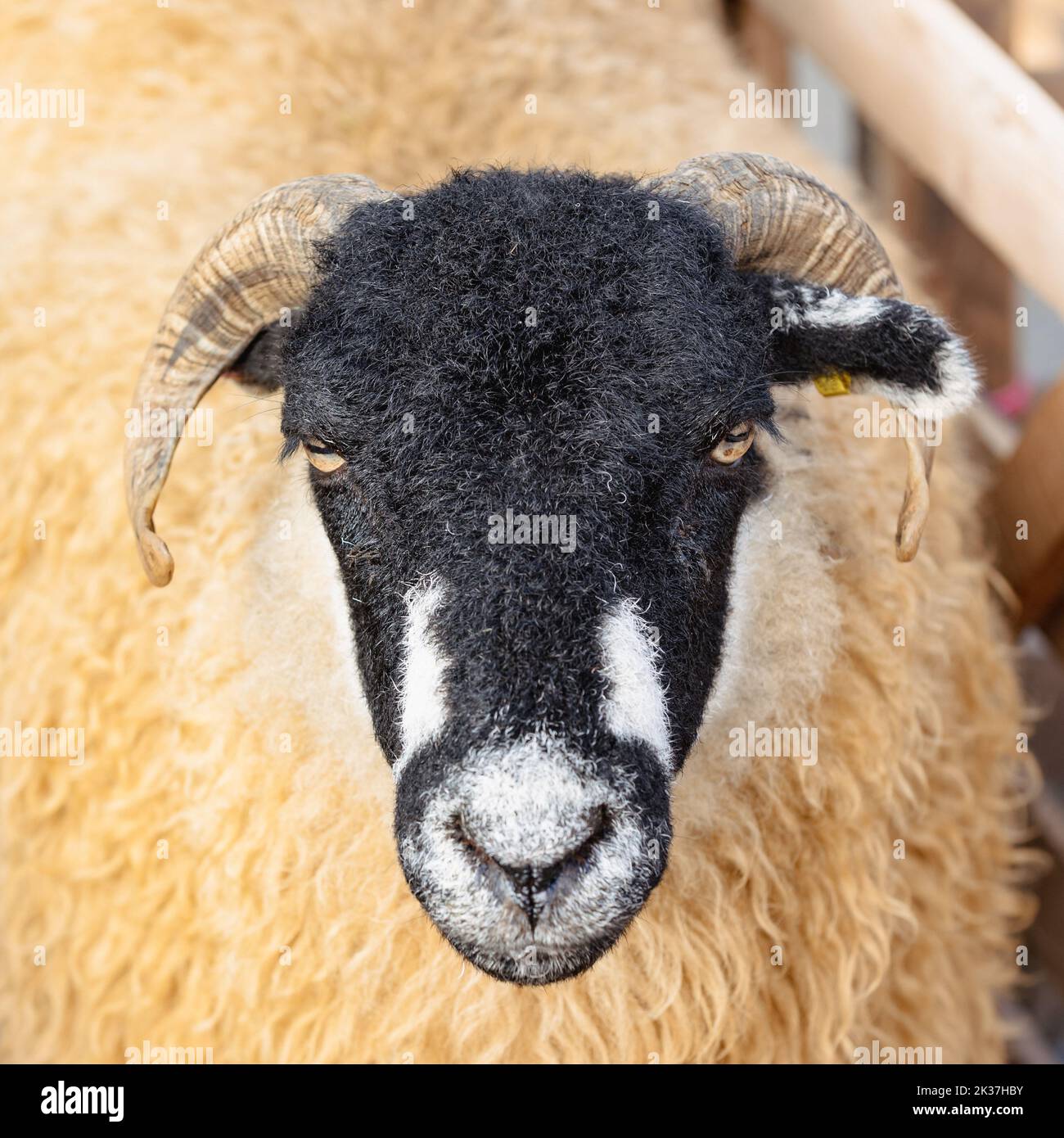 Dalesbred sheep hi-res stock photography and images - Alamy