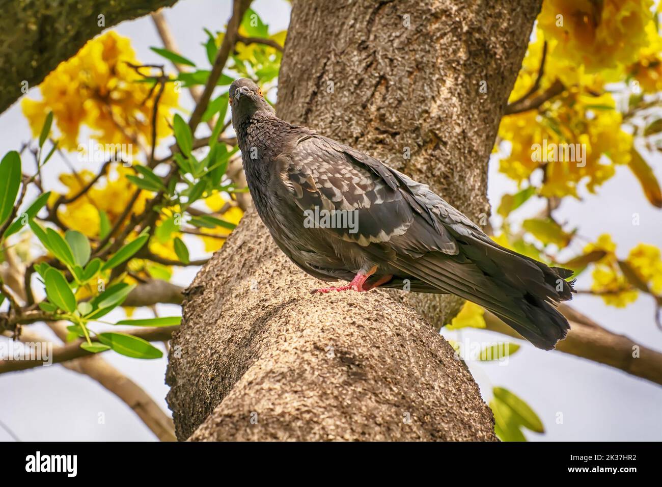 A beautiful shot of a pigeon on a branch Stock Photo - Alamy