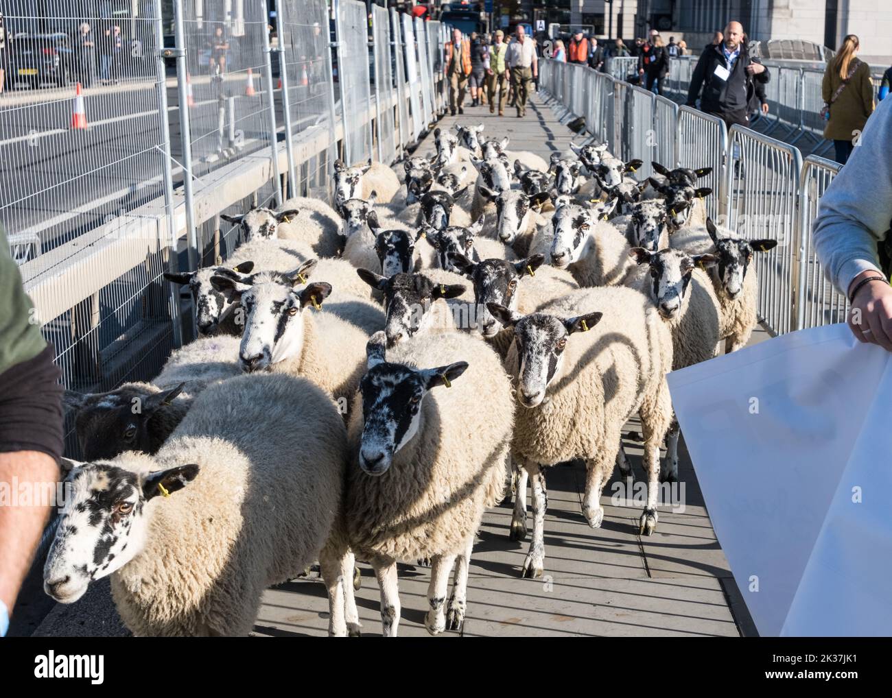 London Sheep Drive 2022, 10th anniversary. Sheep driven across London ...