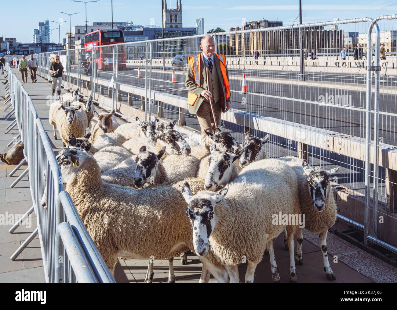 London Sheep Drive 2022, 10th anniversary. Sheep driven across London ...