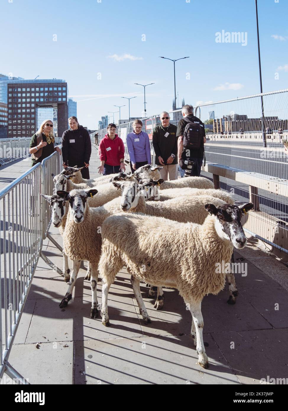 London Sheep Drive 2022, 10th anniversary. Sheep driven across London ...