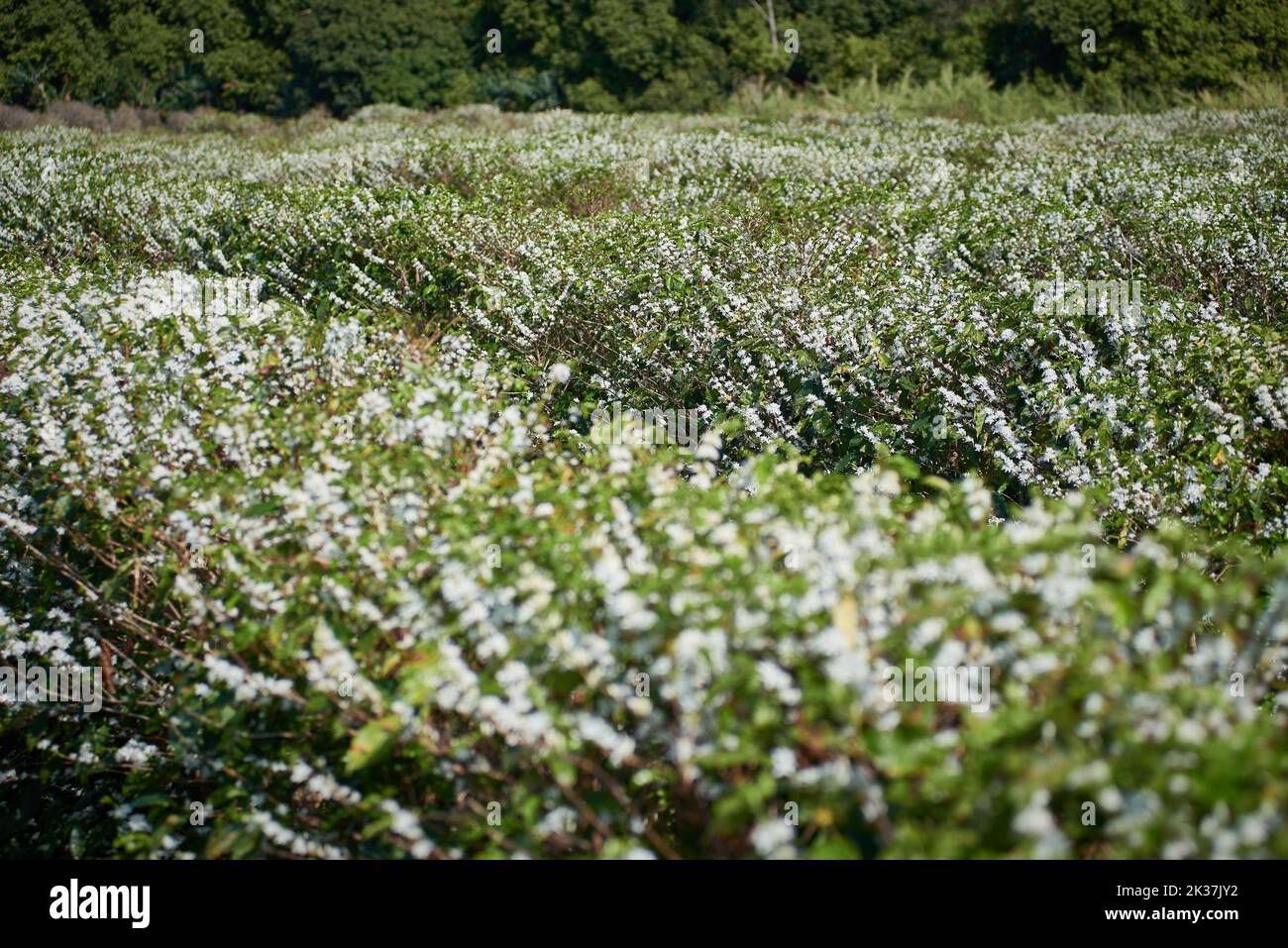 Flowering of coffee trees seen on a producing farm in Franca, Sao Paulo ...