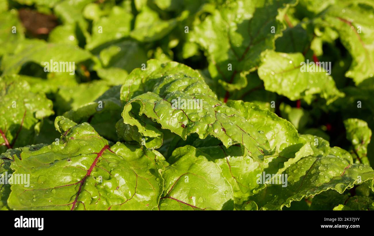 Bio Beetroot red Beta vulgaris leaves with raindrops beet burpees ...