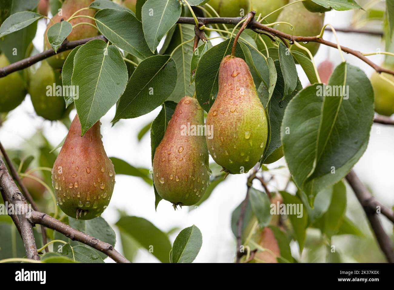 Pear hanging on a tree hi-res stock photography and images - Alamy