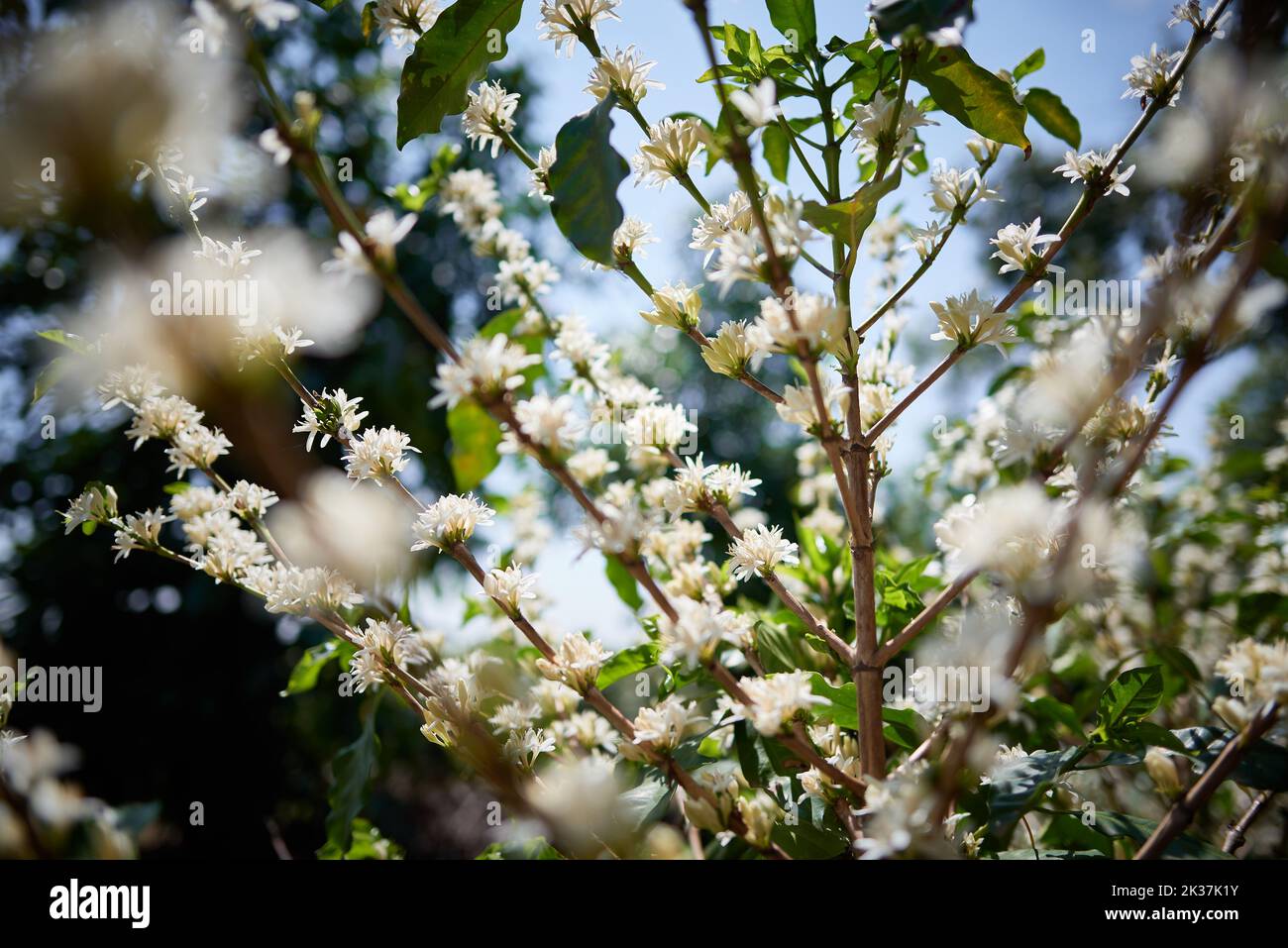 Flowering of coffee trees seen on a producing farm in Franca, Sao Paulo ...