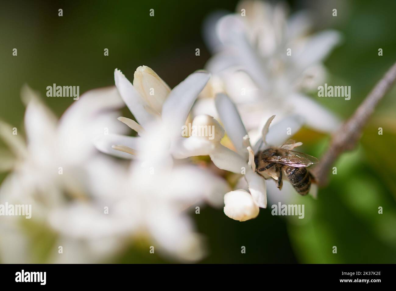 Bee feeds on pollen during the flowering of coffee trees seen on a ...
