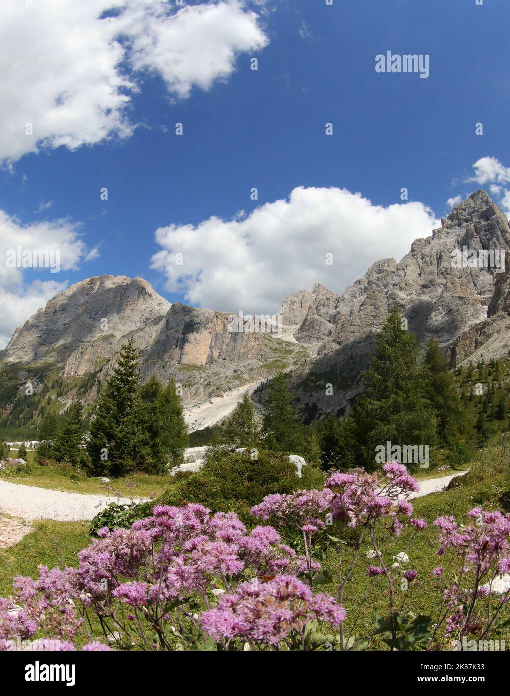 flora of europeans alps and flowers called adenostyles alliaria in ...
