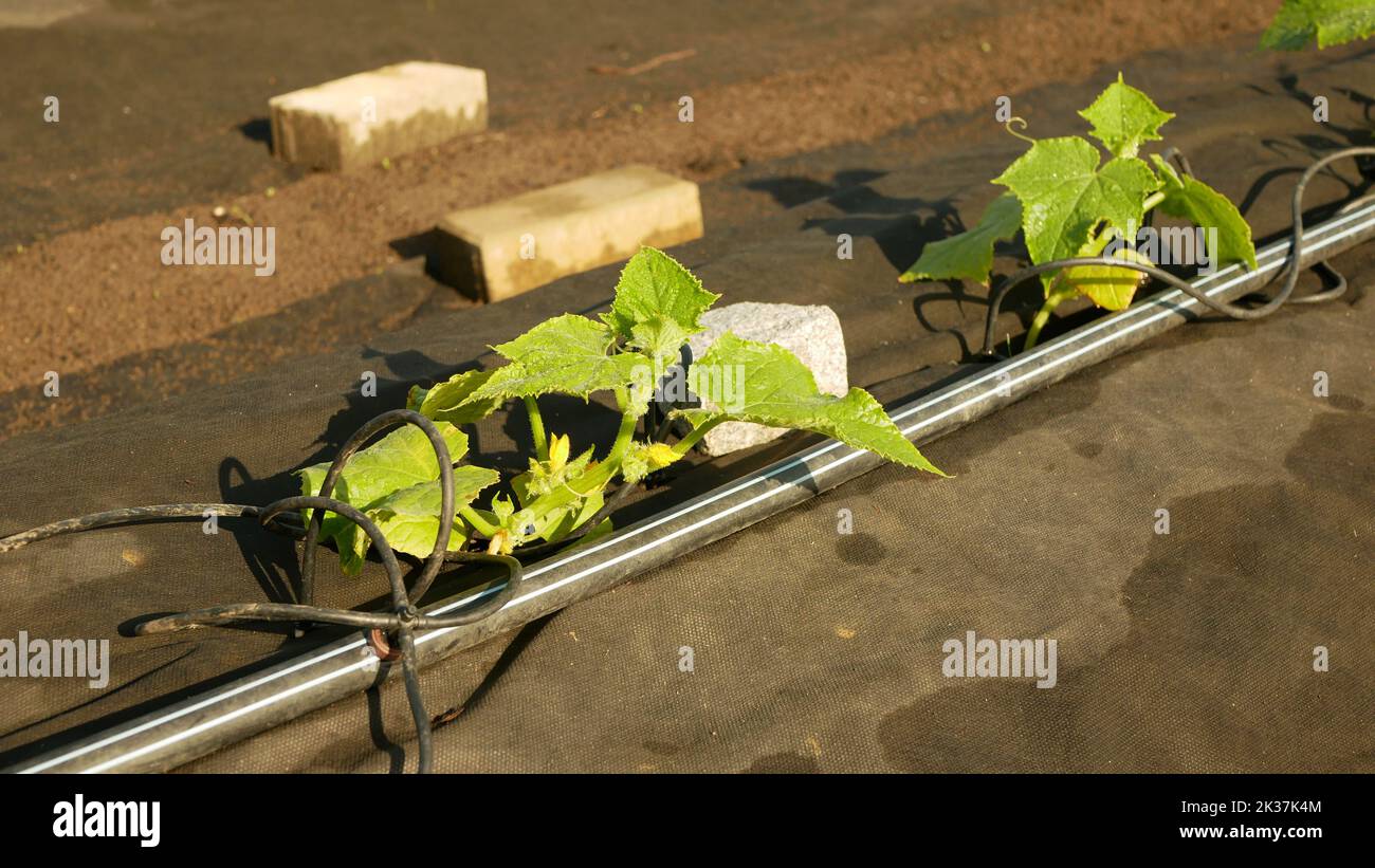 Marrow pipe hi-res stock photography and images - Alamy