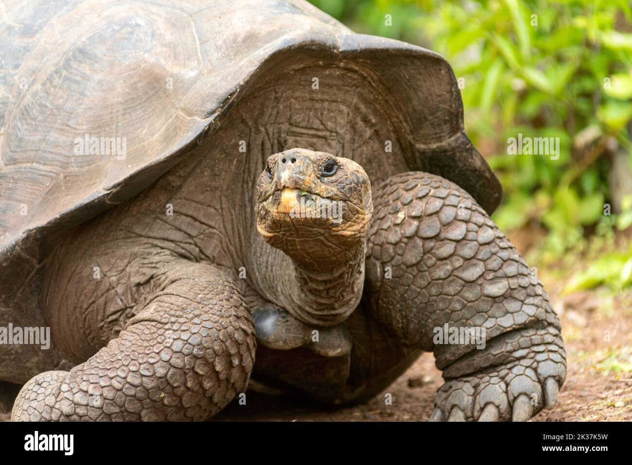 A large giant tortoise with its enormous size native and unique to the ...