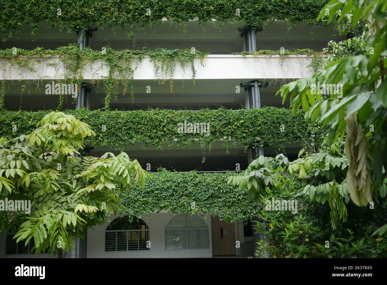 building with plants growing on the facade Stock Photo - Alamy