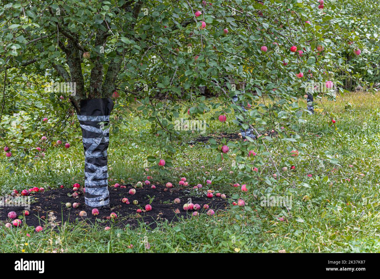 apple tree in the garden with a protected trunk. apple tree in the ...