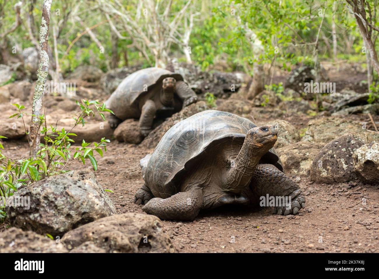 A large giant tortoise with its enormous size native and unique to the ...