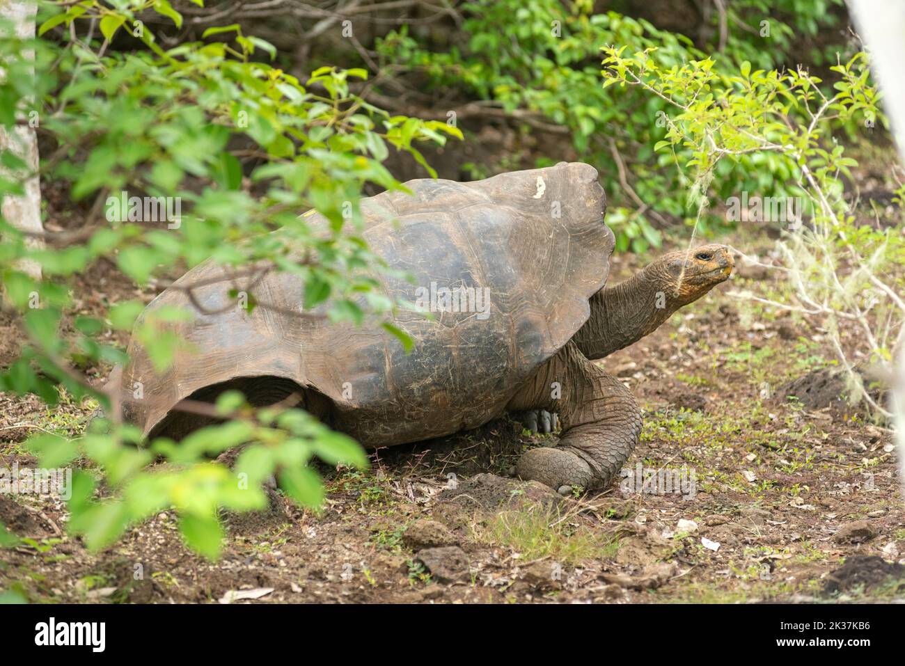 A large giant tortoise with its enormous size native and unique to the ...
