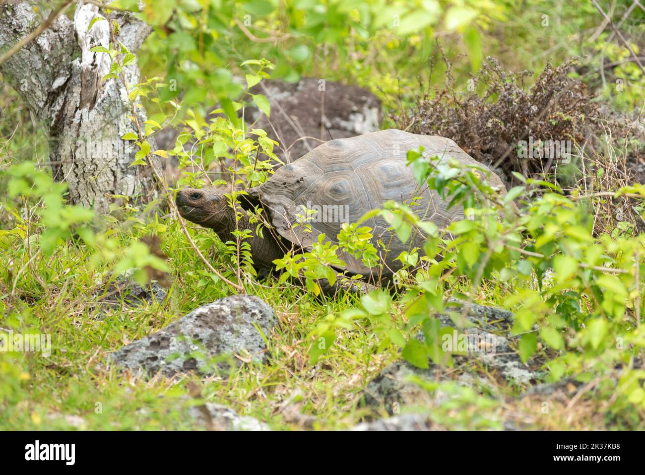 A large giant tortoise with its enormous size native and unique to the ...