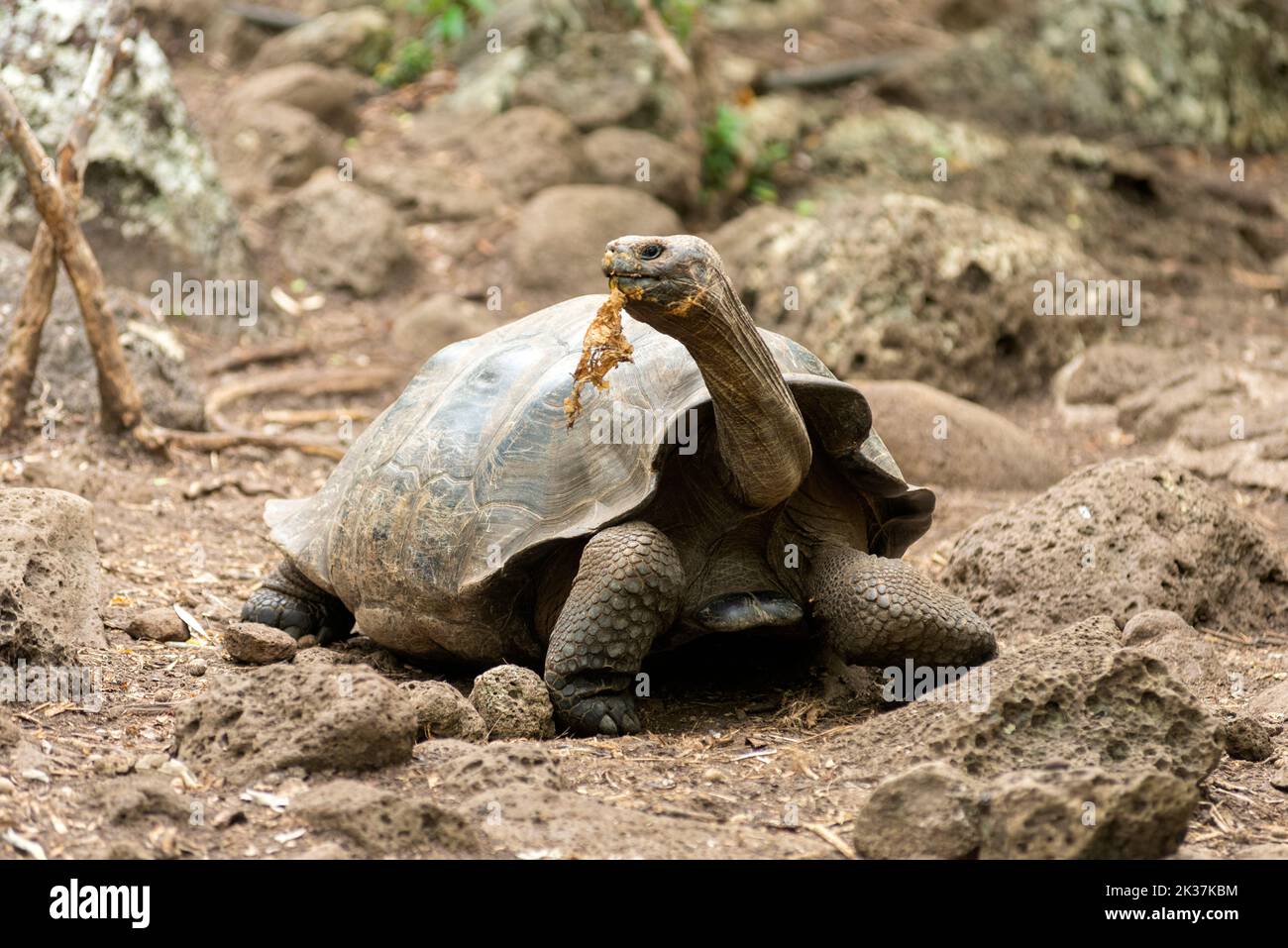 A large giant tortoise with its enormous size native and unique to the ...