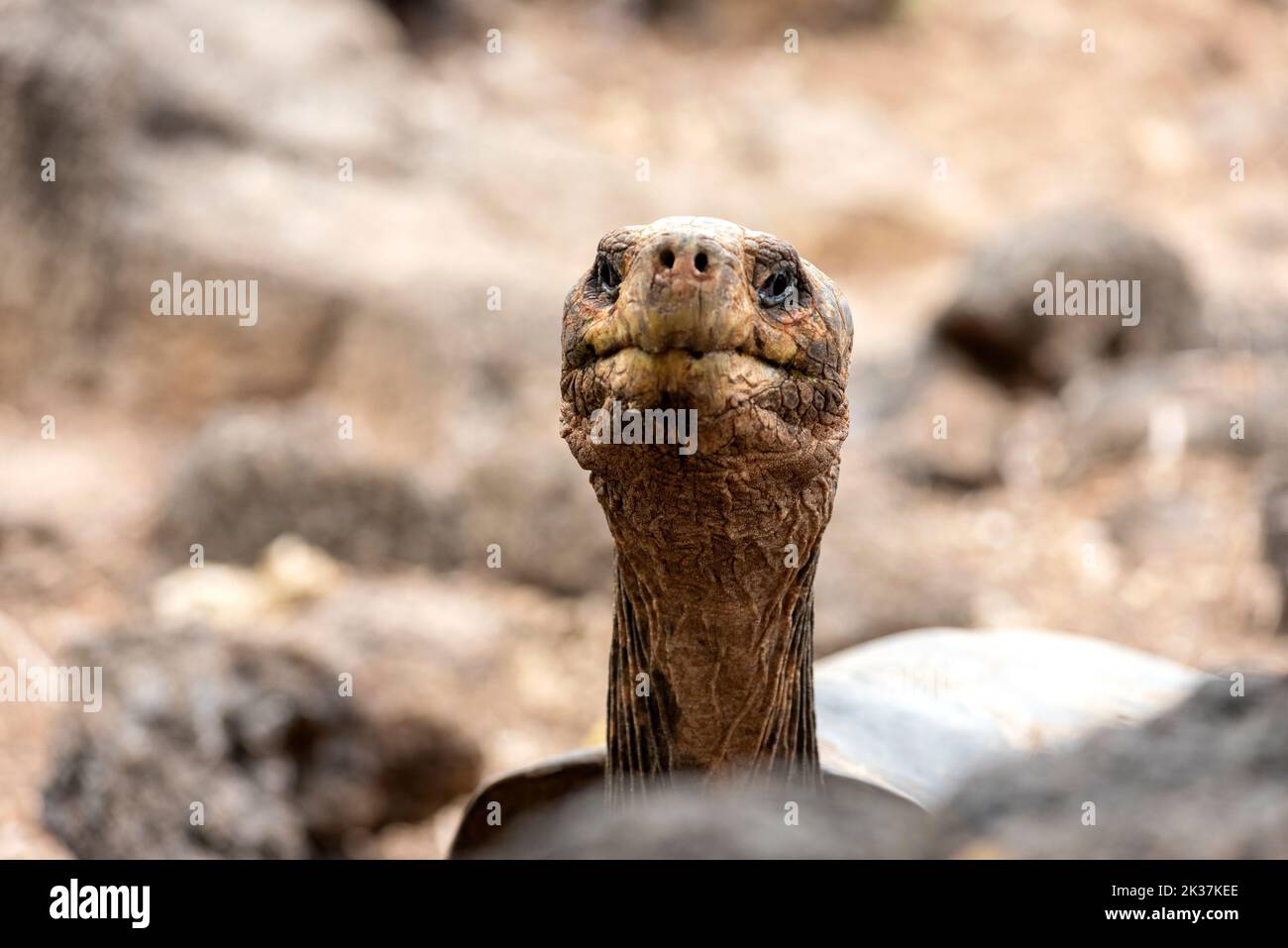 A large giant tortoise with its enormous size native and unique to the ...