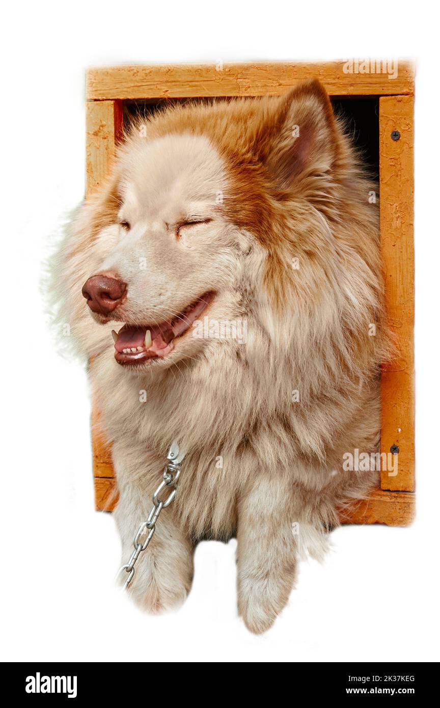 big tremulous dog looks out from his house on a white background Stock ...